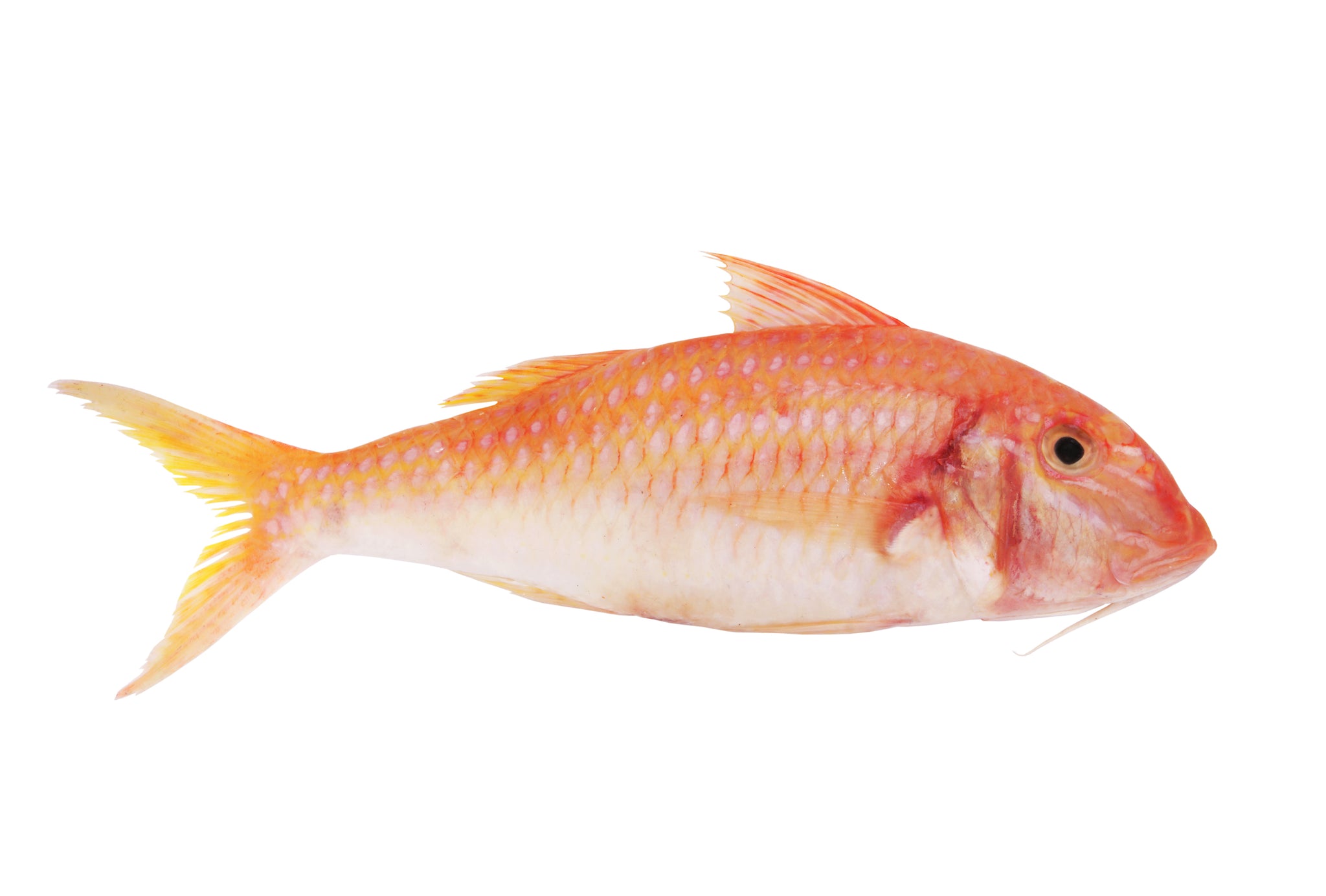 WILD STRIPED RED MULLET (BARBOUNI) – SEASALT